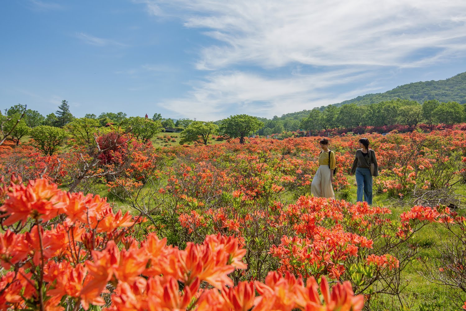 Akagi Summit Lakeshore e-Bike tour | Akagi-Trip English