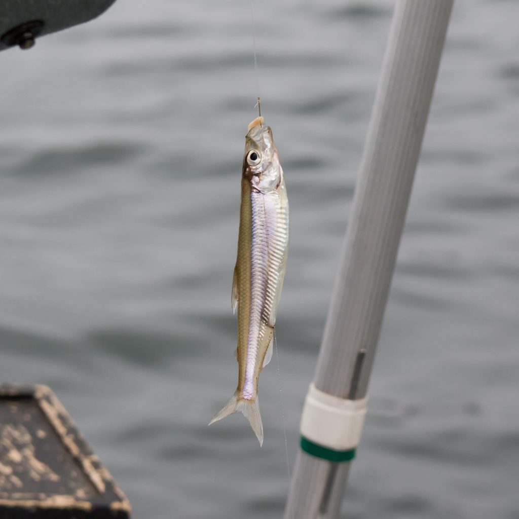 Opening day for Wakasagi fishing, Sep. 1st | Akagi-Trip English