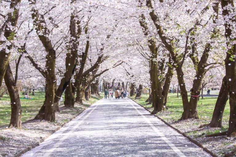 Akagi Tunnel of 1000 Cherry Blossoms 2023 | Akagi-Trip English